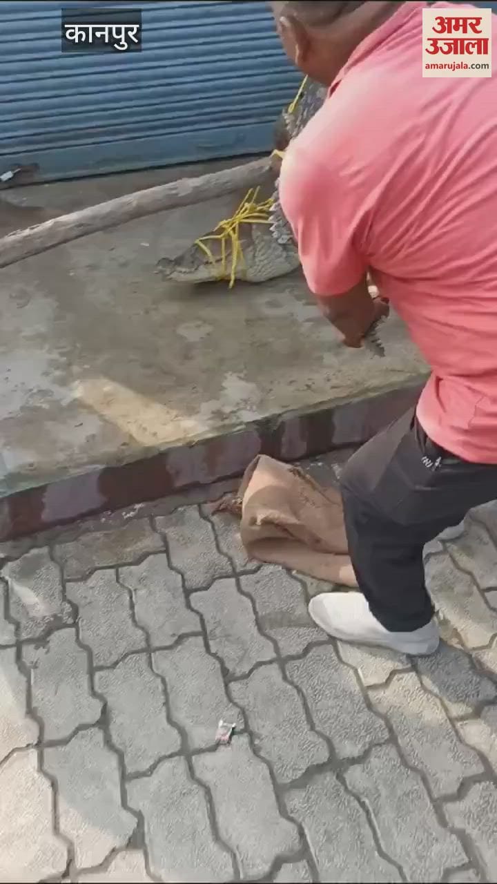 Video : बिठूर में मैनावती मार्ग पर मिला सात फीट लंबा मगरमच्छ, ग्रामीणों ...