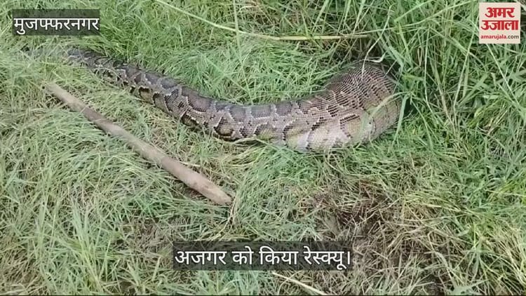 Video : In Muzaffarnagar, A Huge Python Swallowed A Nilgai Calf And ...