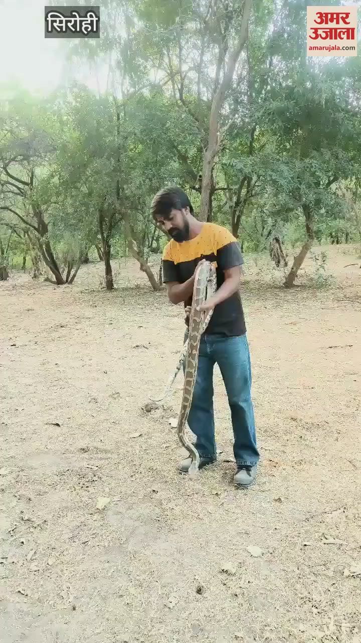 10 Feet Long Python Came Into The Populated Area Rescued In The Forest ...