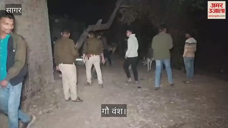 Sagar News: Villagers Foil Attempt Of Cow Smuggling In Sagar District, Two Arrested - Madhya ...