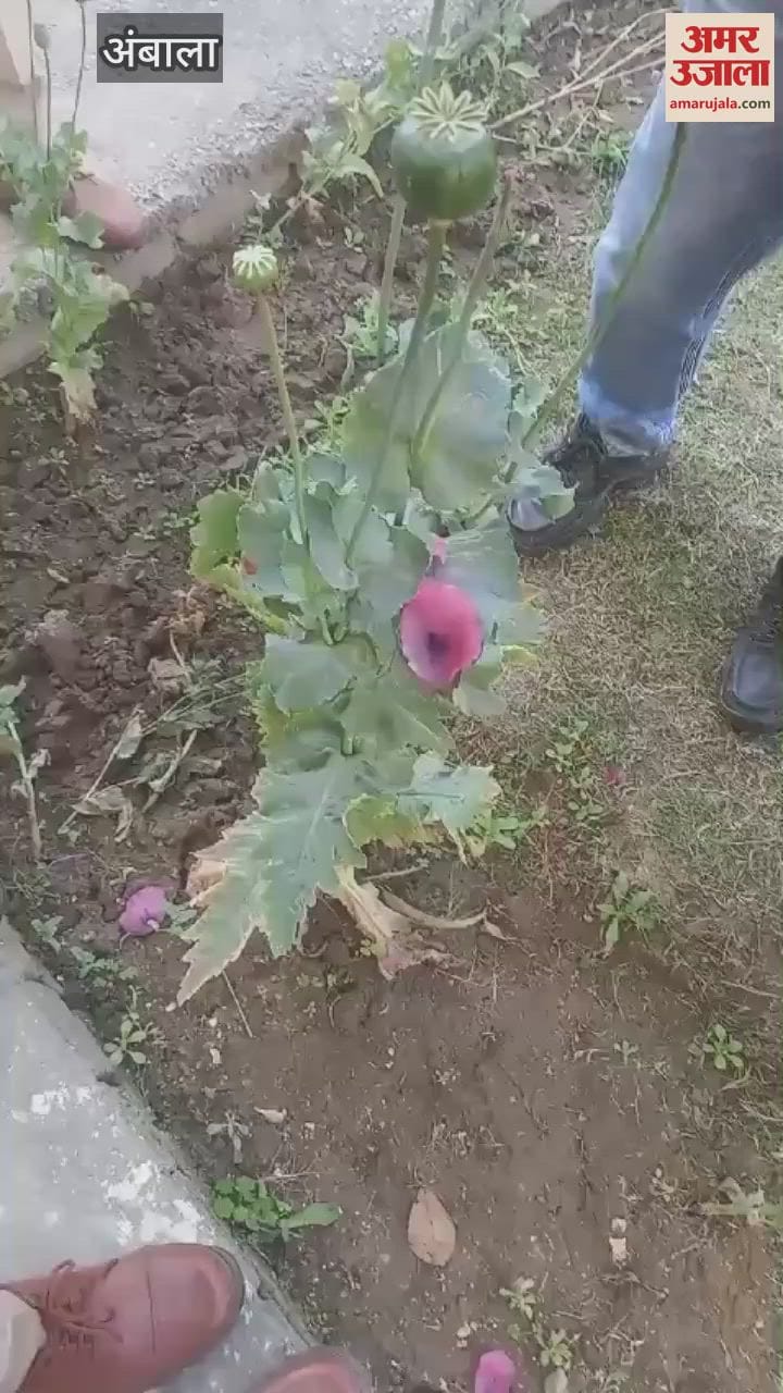 Video :अंबाला में चर्च परिसर में बगीचे की आड़ में चल रही अफीम की खेती ...