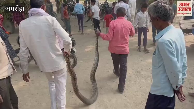 Video : Villagers Were Shocked To See A Python In A Sugarcane Field In Amroha, The Forest ...