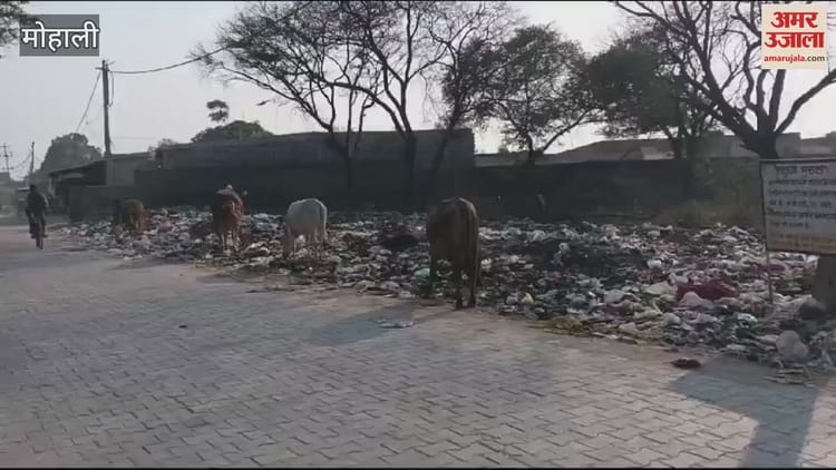 Video : People Throw Garbage Where Notice Boards Are Placed In ...