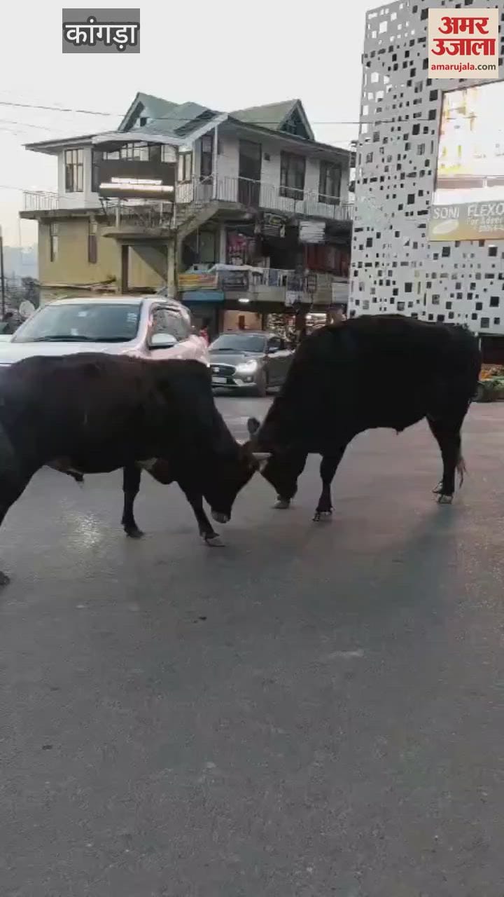 Video :पालमपुर में नेहरू चौक पर भिड़े सांड, हादसा टला - Video : Bulls ...