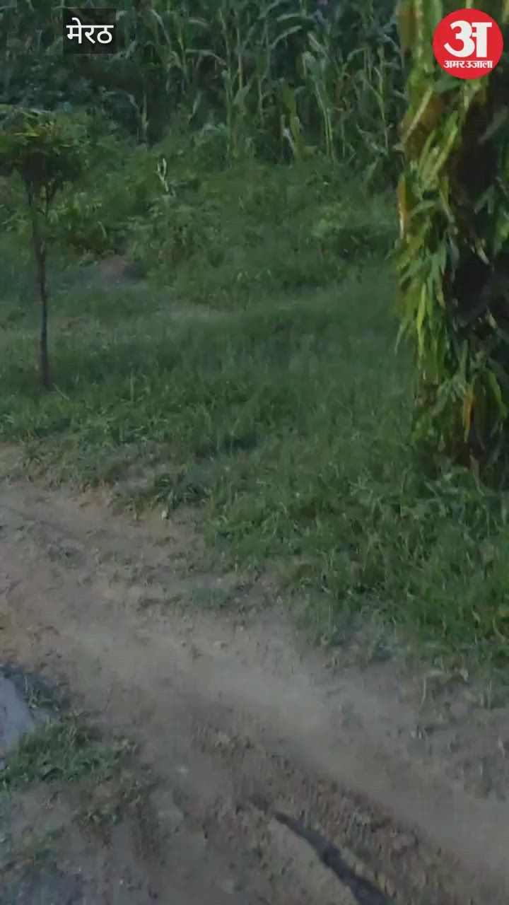 Meerut:अठखेलियां करता कैमरे में कैद हुआ नाग-नागिन का जोड़ा - Meerut: A Pair Of Cobras Caught On ...