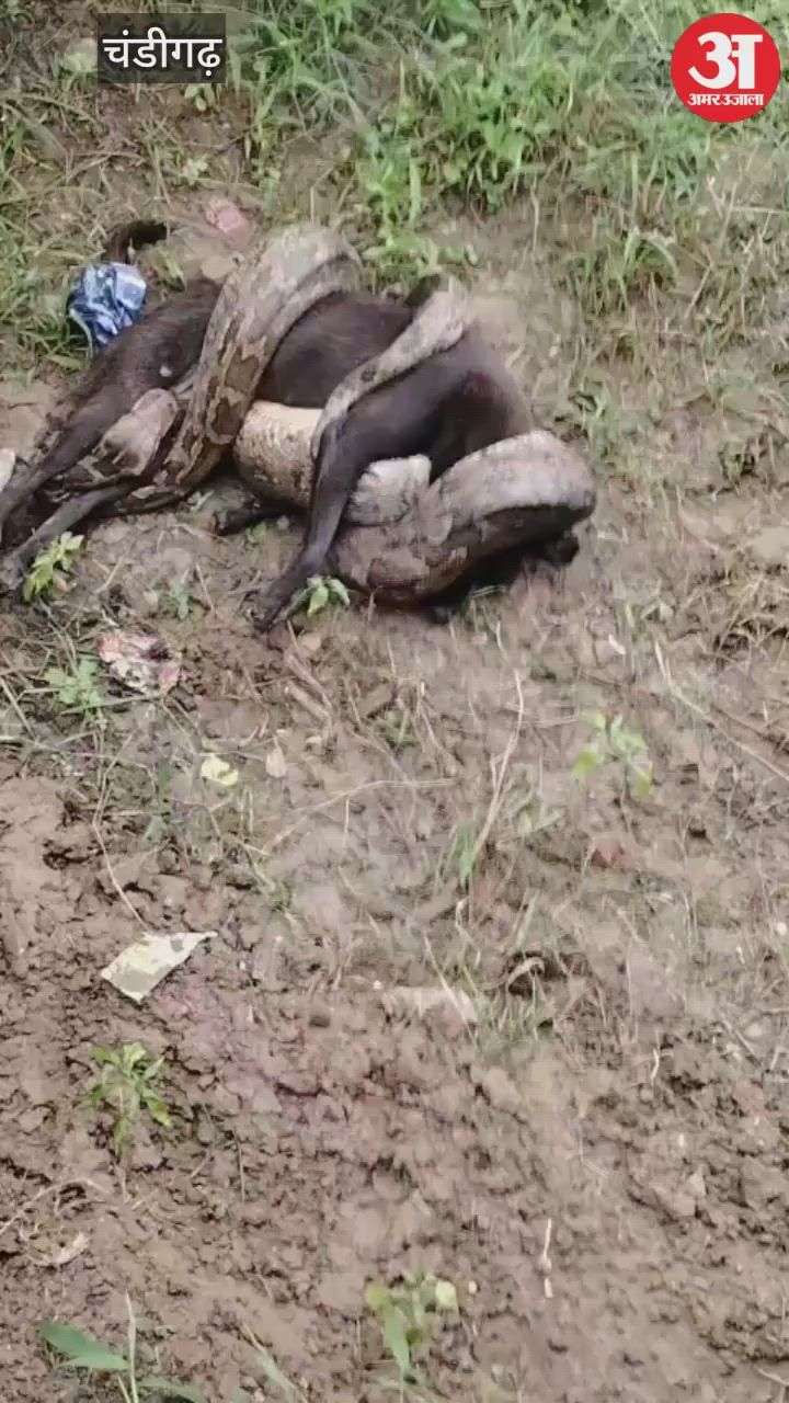 10 फीट लंबे अजगर ने कुत्ते को जकड़कर मार डाला - 10 Feet Long Python ...