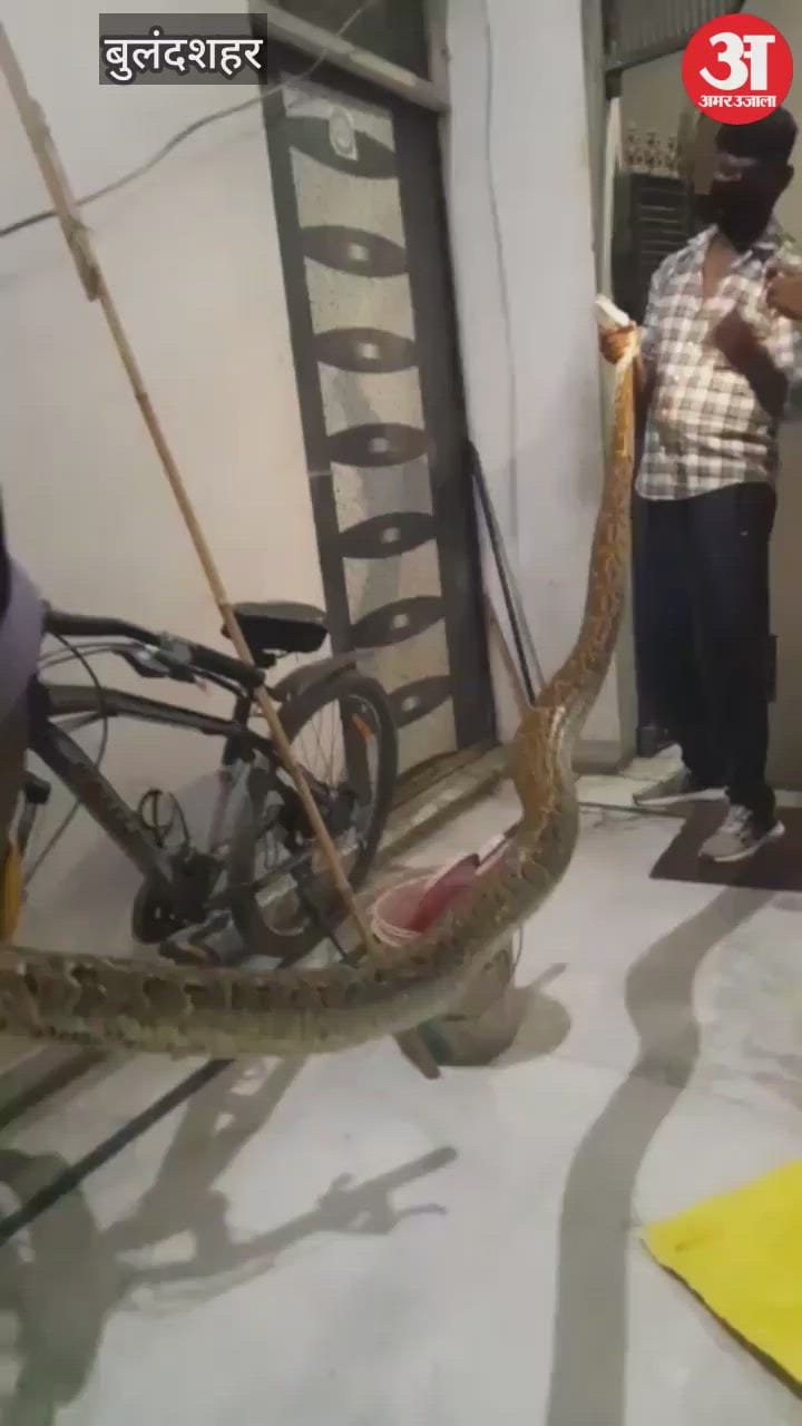 घर के अंदर निकला 12 फीट लंबा अजगर, मच गई चीख पुकार - 12 Feet Long ...