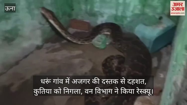 Panic Due To The Arrival Of Python In Dharun Village, Swallowed A Bitch, Forest Department ...