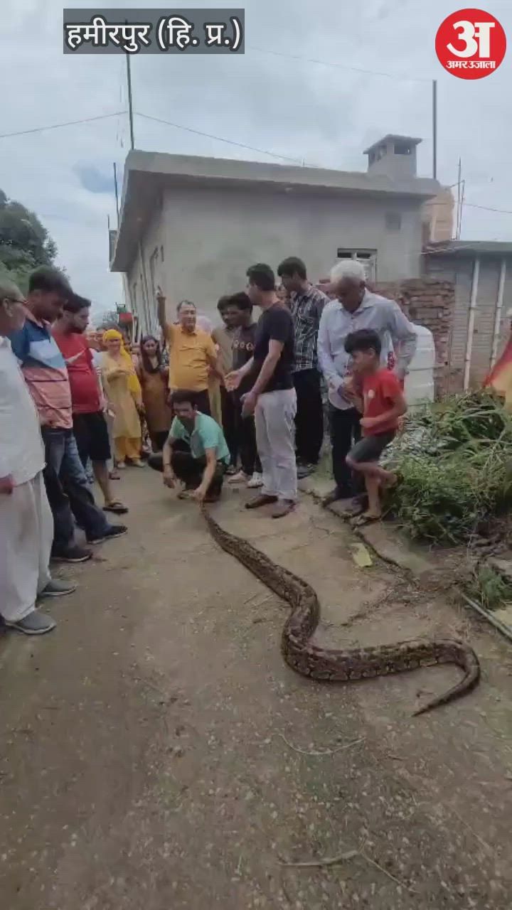 Hamirpur:मकतेड़ी में 10 फीट लंबे अजगर का किया रेस्क्यू - Hamirpur 10 ...