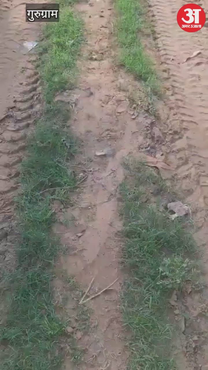 Gurugram:शिकोहपुर में दिखा विशालकाय अजगर, दोबारा निकलने से दहशत का ...