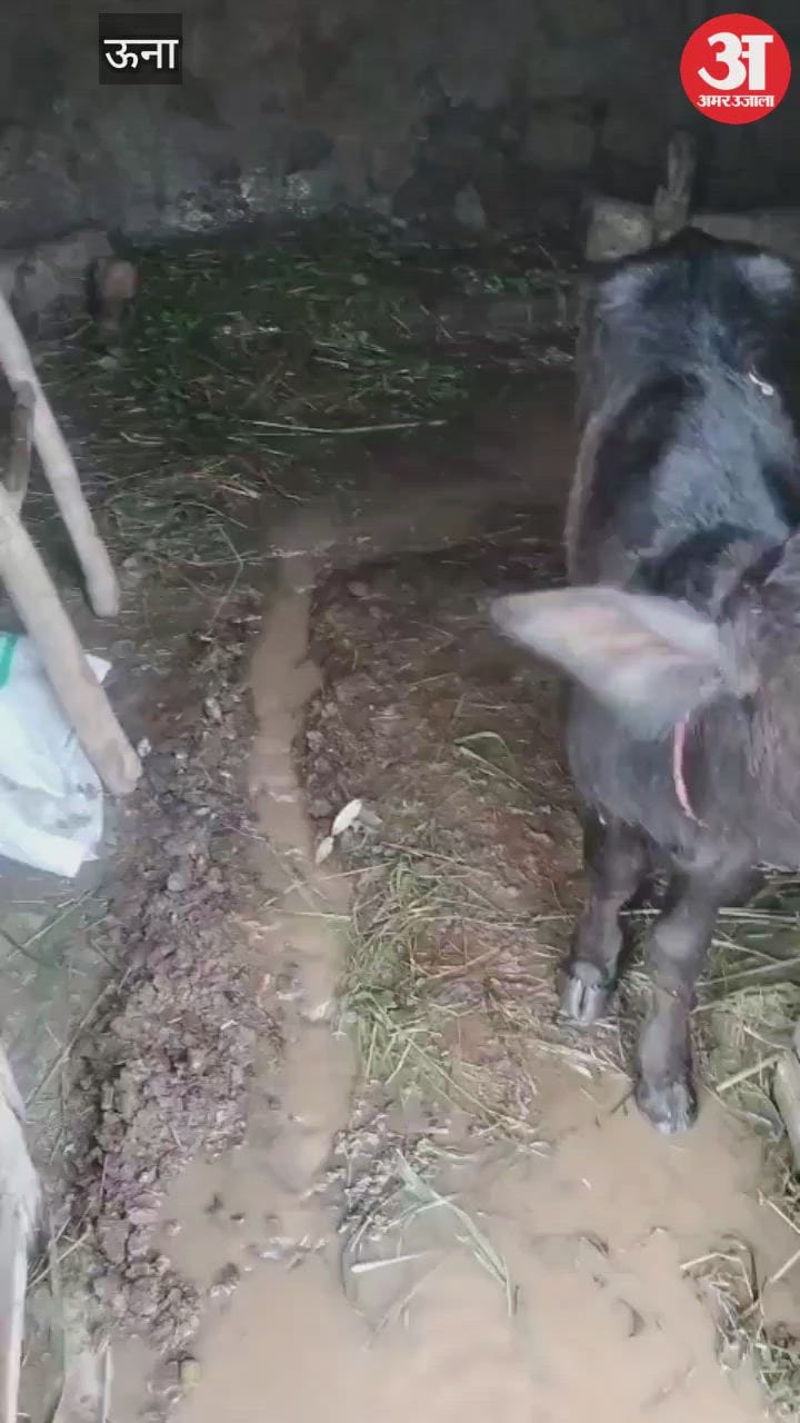 बंगाणा:बुढार के प्रकाश चंद की गोशाला में घुसा बारिश का पानी, गिरने का ...