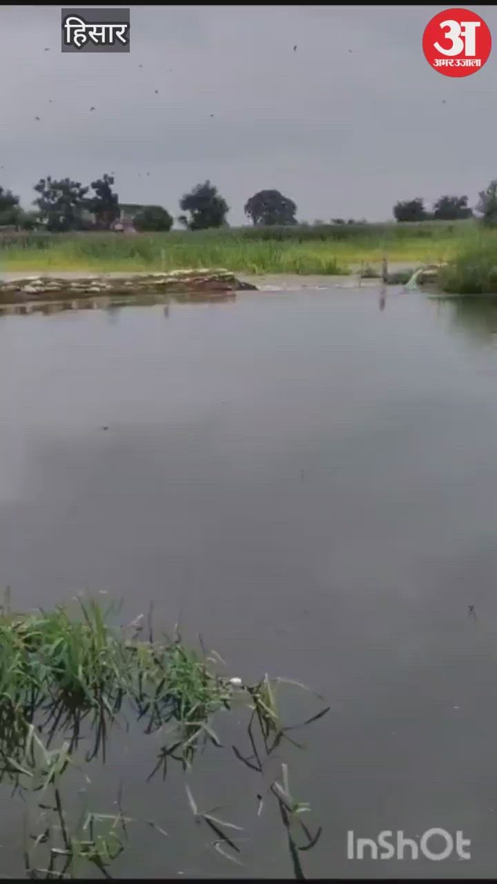 हिसार के खरड़ व कैमरी के पास टूटी ड्रेन अब खेतों में एक फीट बढ़ा जल ...