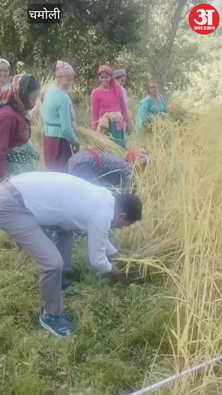 कर्णप्रयाग में एसडीएम सोहन सिंह रांगड़ ने खेतो में काटी धान की फसल, धान की मड़ाई भी की ...