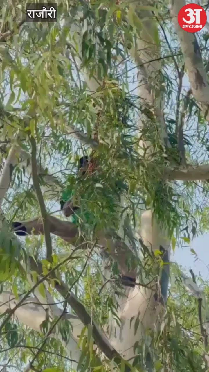 राजोरी में 70 फीट ऊंचे चीड़ के पेड़ से बाज को एसडीआरएफ ने किया रेस्क्यू ...
