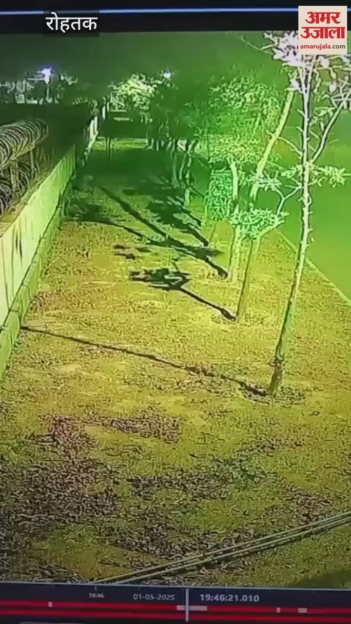 रोहतक के आईएमटी क्षेत्र में दिखा तेंदुआ, लोगों में अफरा-तफरी का माहौल ...