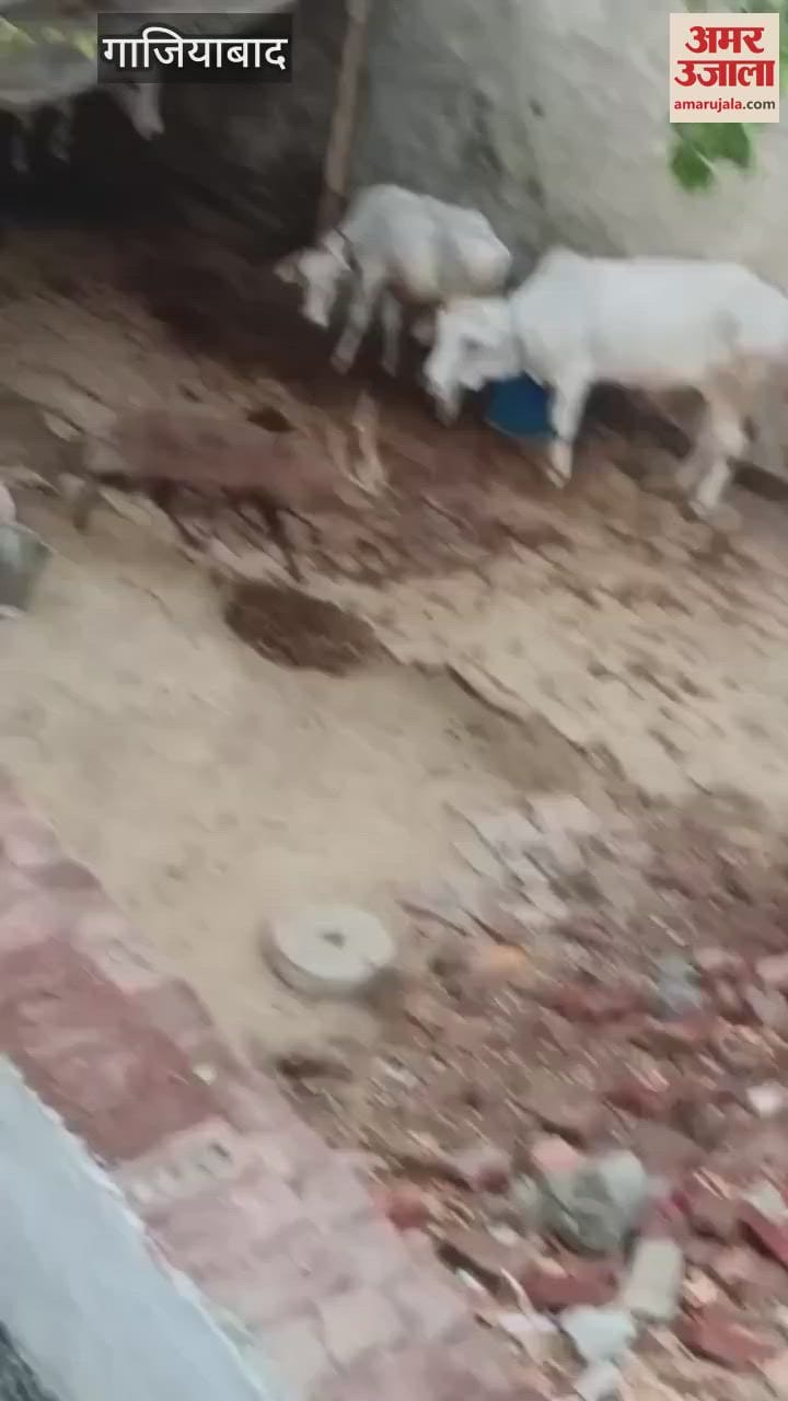 जंगल से भटकता हुआ हिरण पहुंचा डबाना गांव - A Deer Wandering From The ...