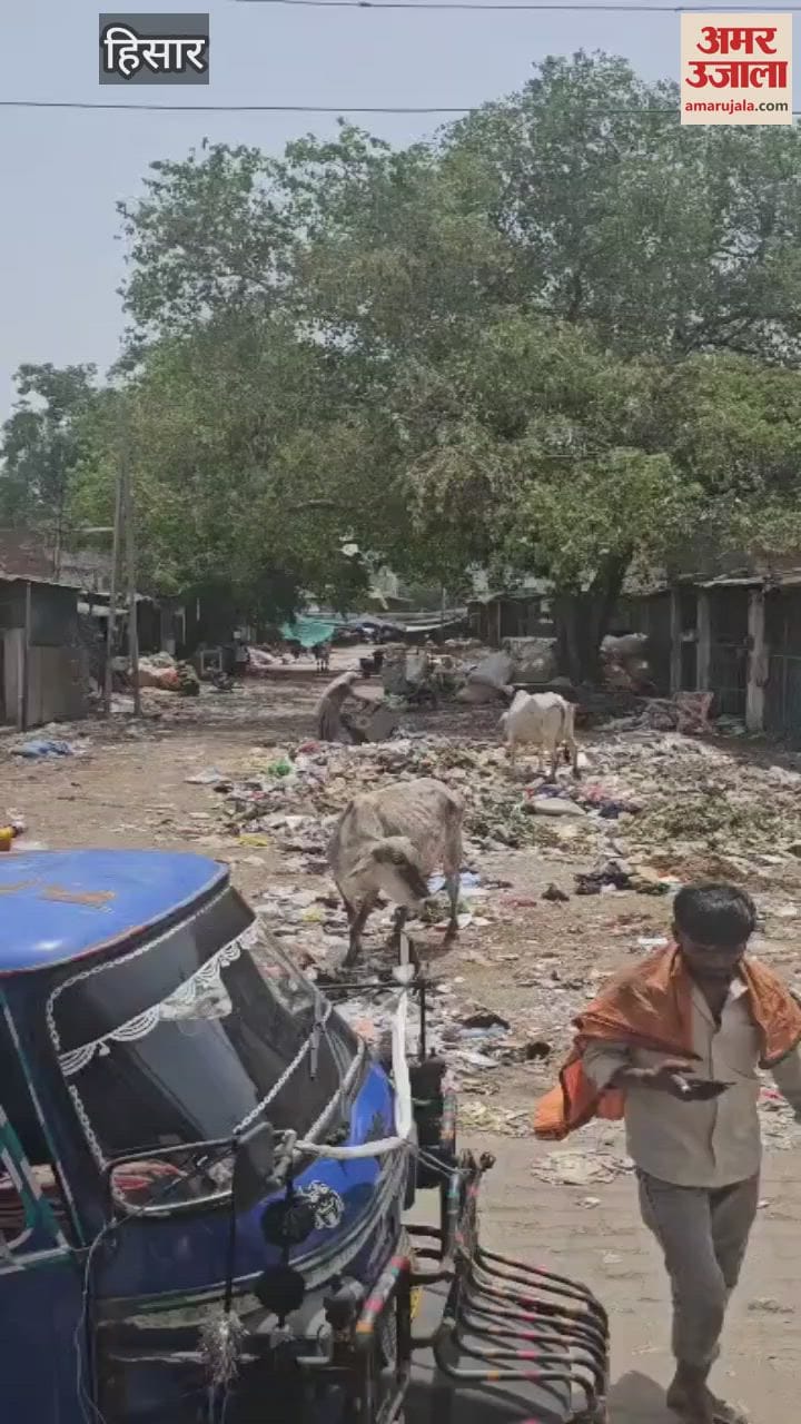 हिसार में पुरानी सब्जी मंडी बना दी कचरा मंडी, लोगों ने वीडियो बनाकर ...