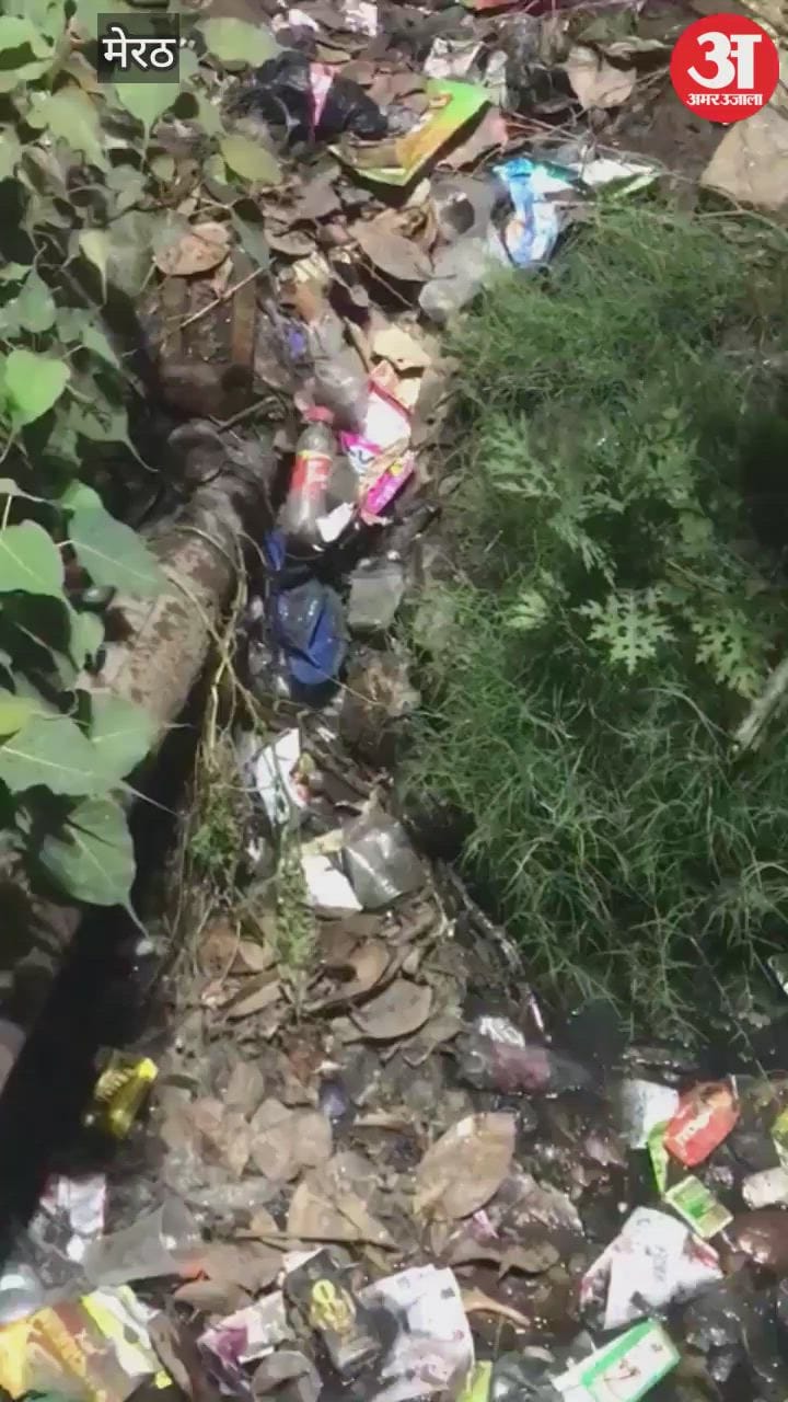 मेरठ में आबादी क्षेत्र में अजगर मिलने से हड़कंप, नाले में रेंगता दिखा विशालकाय अजगर - Meerut ...