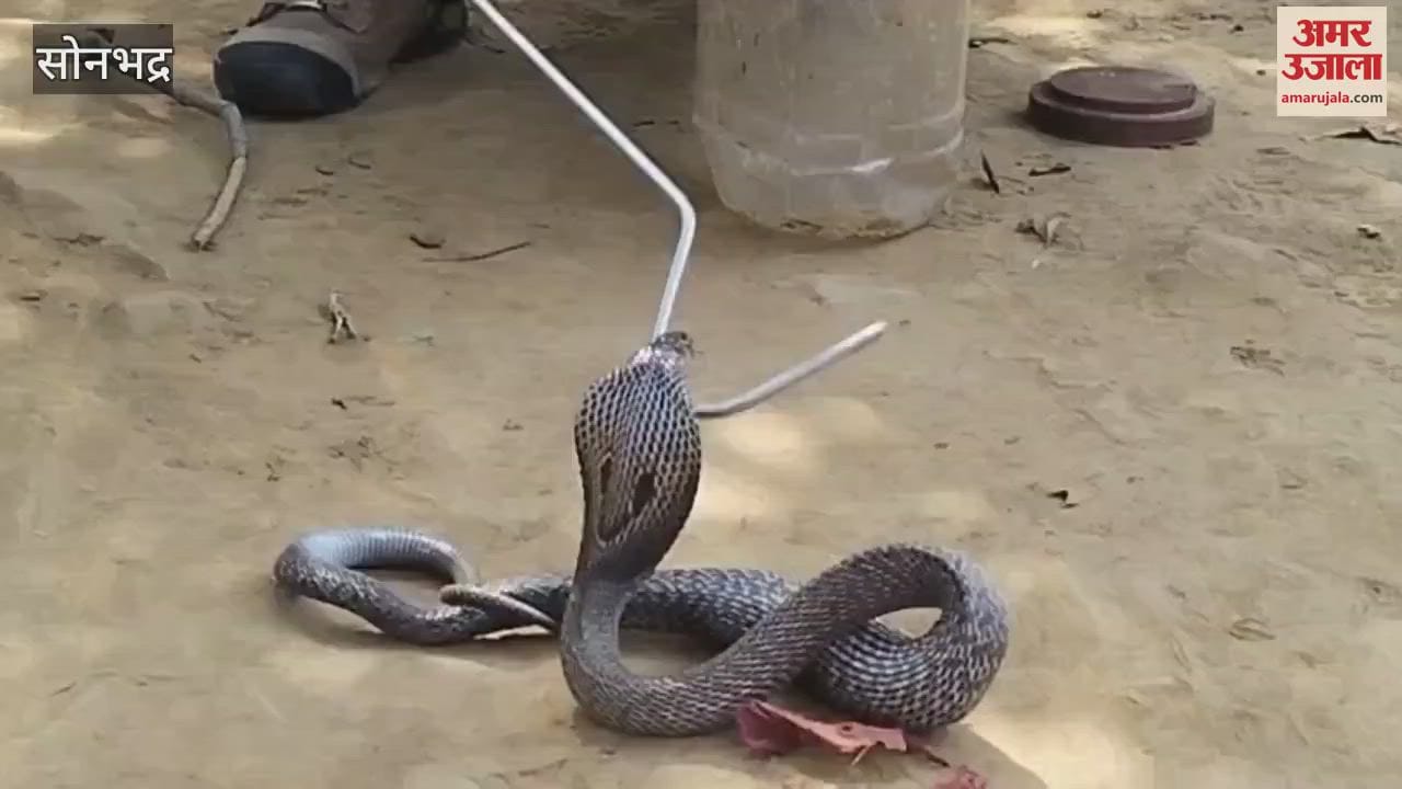 कोबरा जैसे जहरीले सांपों का पकड़ चुके हैं सोनभद्र के स्नेक मैन, देखें ...