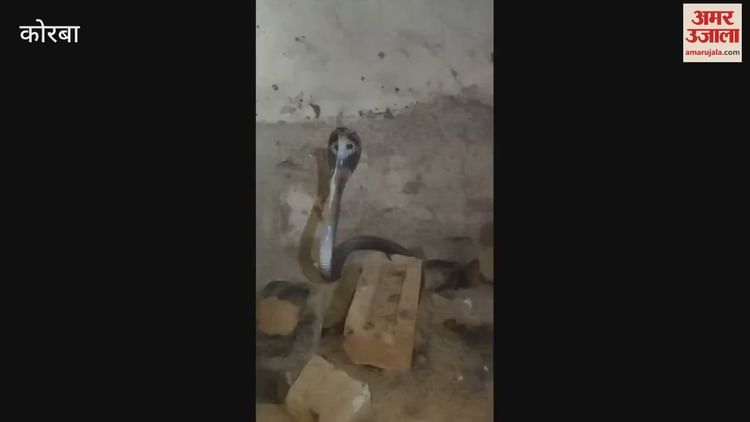 9 Feet Giant Python Snake Found Entering House - Amar Ujala Hindi News ...