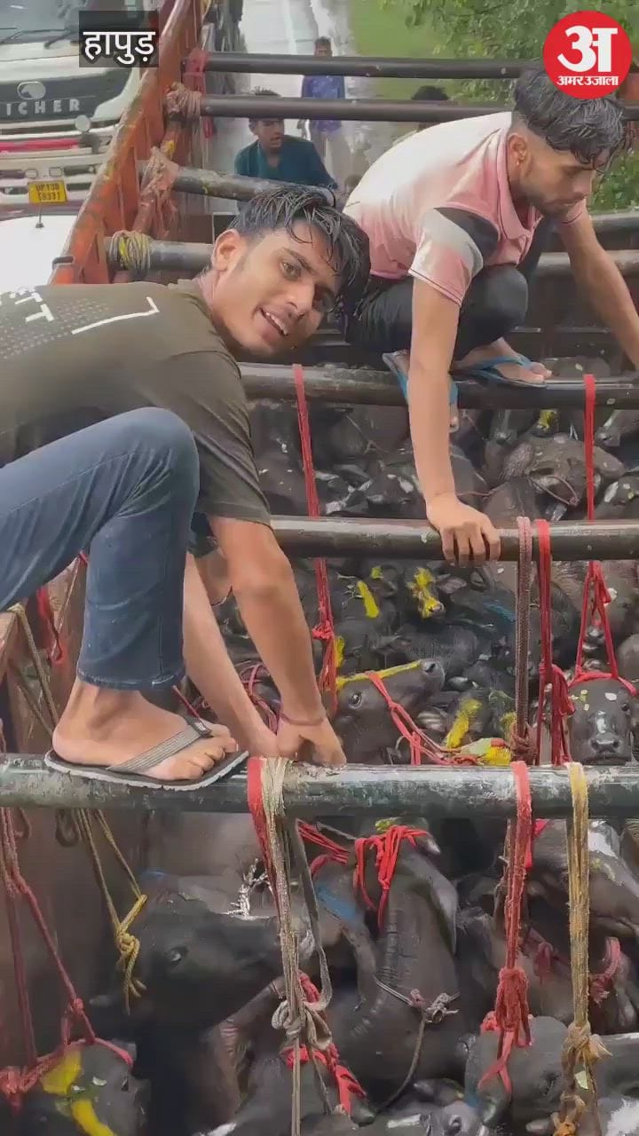 हापुड़ के धौलाना में कटान के लिए कैंटर में ठूंसकर ले जाए जा रहे थे 88 पशु - 88 Animals Were ...