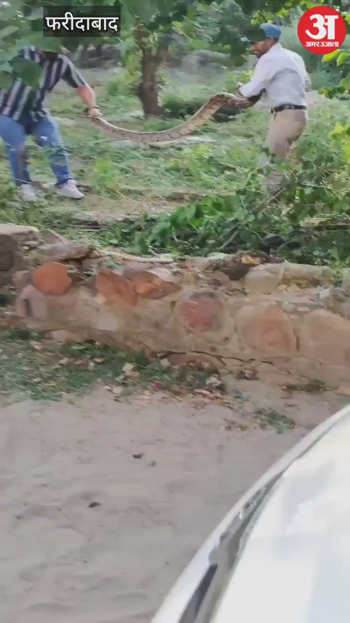 फरीदाबाद की ग्रीन फील्ड कॉलोनी के एक प्लॉट में दिखा विशाल अजगर - Huge ...