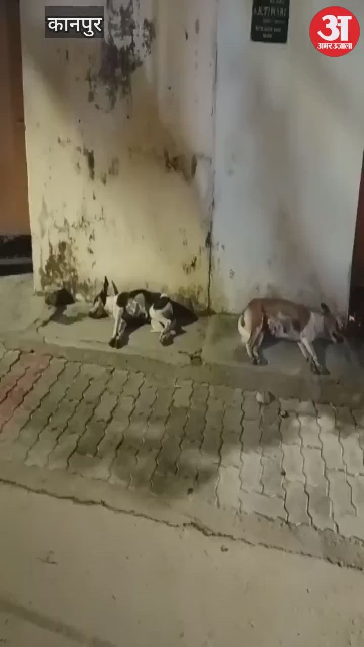 शास्त्रीनगर में टीलेश्वर मंदिर चौराहे पर कुत्तों का आतंक - Dogs Galore ...
