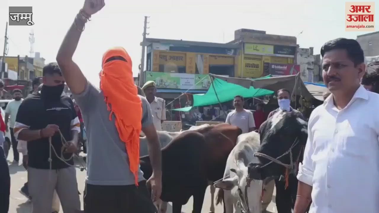 जतवाल में पशु तस्करों से मवेशी छुड़ाए, गुस्साए लोगों ने हाईवे किया जाम ...