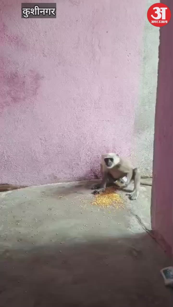 घर के अंदर घुस बंदर मचा रहे उत्पात, लोगों को हो रही परेशानी - Monkeys ...