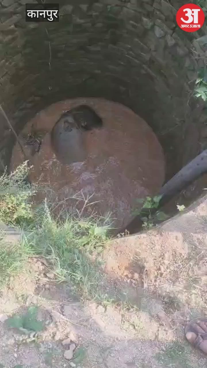 हमीरपुर में 45 फीट गहरे कुएं में गिरा सांड, बचाया - Bull Fell Into A 45 ...