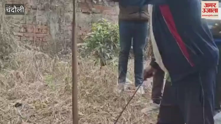 व्यापार मंडल अध्यक्ष के मकान में निकले नाग–नागिन, सपेरे शिवचंद ने पकड़ा ...