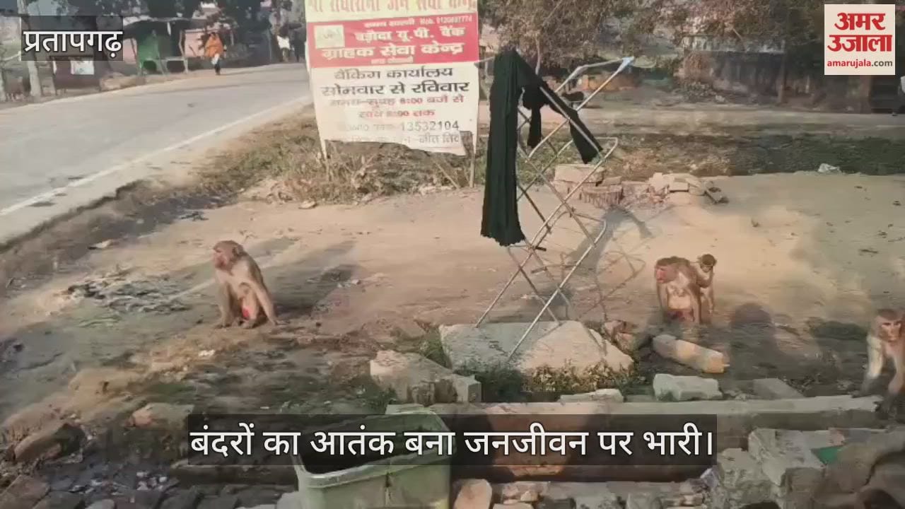 बंदरों का आतंक बना जनजीवन पर भारी, कई लोग घायल, एक महिला की गई जान ...