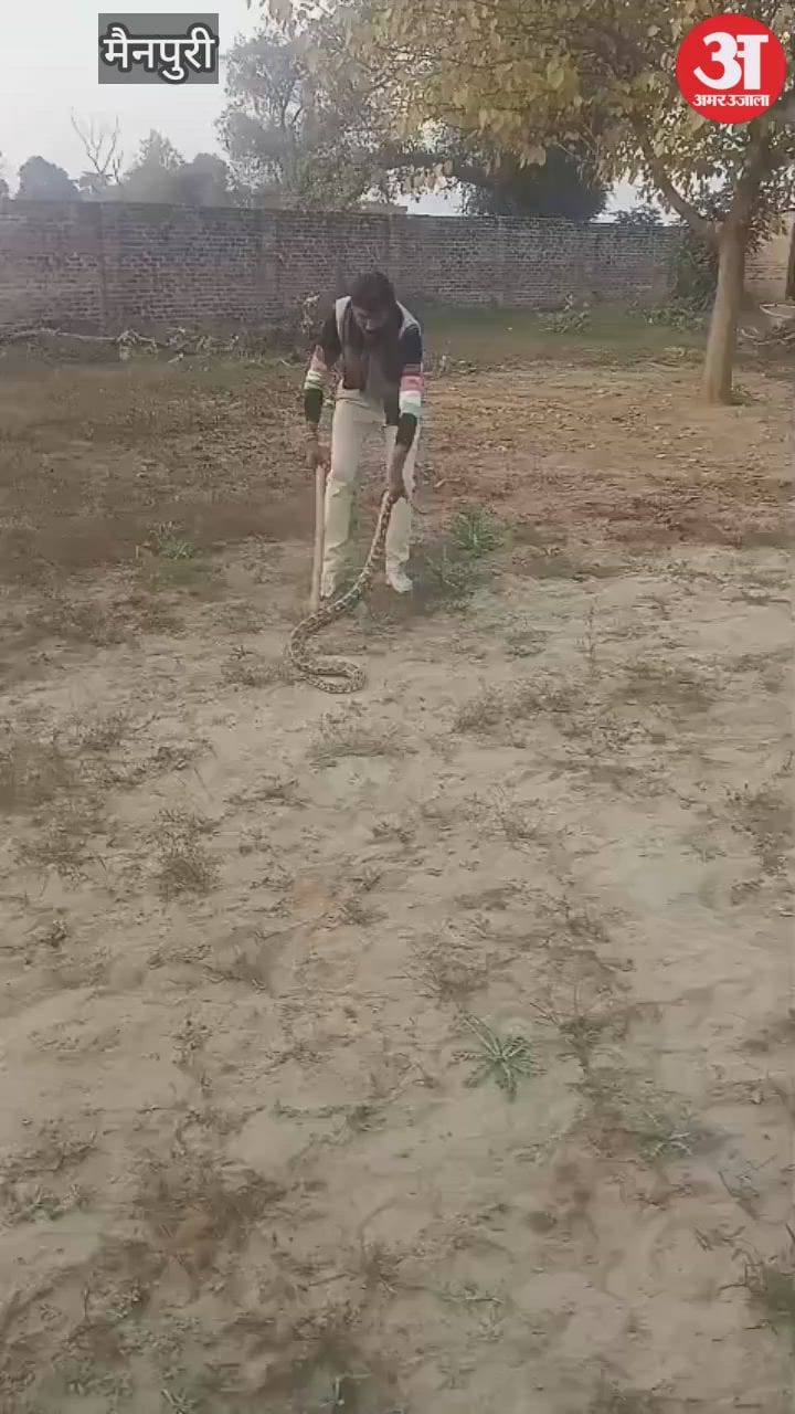 Video:जूनियर हाई स्कूल में निकला अजगर...मच गई अफरातफरी, वन विभाग ने किया रेस्क्यू - Python Was ...