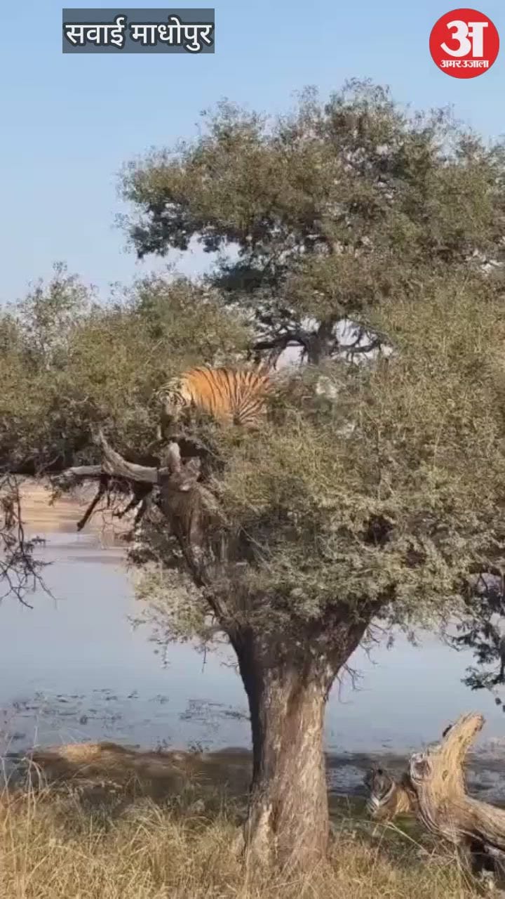 Sawai Madhopur Tiger Cub Displayed Its Playful Antics On Tree In ...