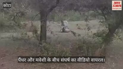 A Fierce Struggle Ensued Between A Panther And A Cattle, Resulting In ...