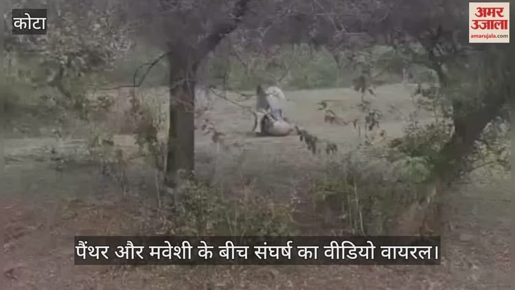 A Fierce Struggle Ensued Between A Panther And A Cattle, Resulting In ...