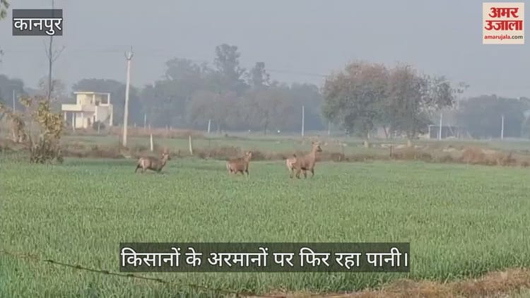 कानपुर के भीतरगांव में वनरोजों का आतंक, सरसों और गेहूं की फसलों को बना ...