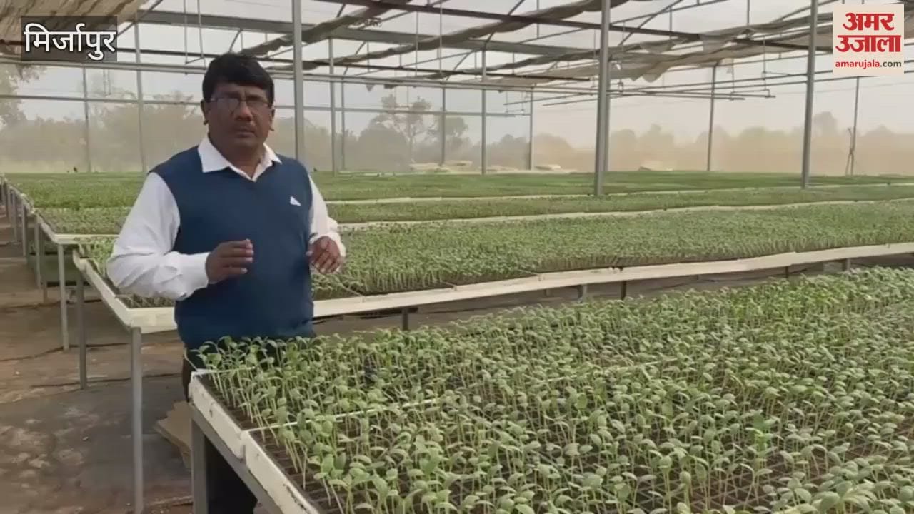सब्जी के रोग रहित पौधे, जानें इसकी विशेषताएं; Video - Disease-free ...