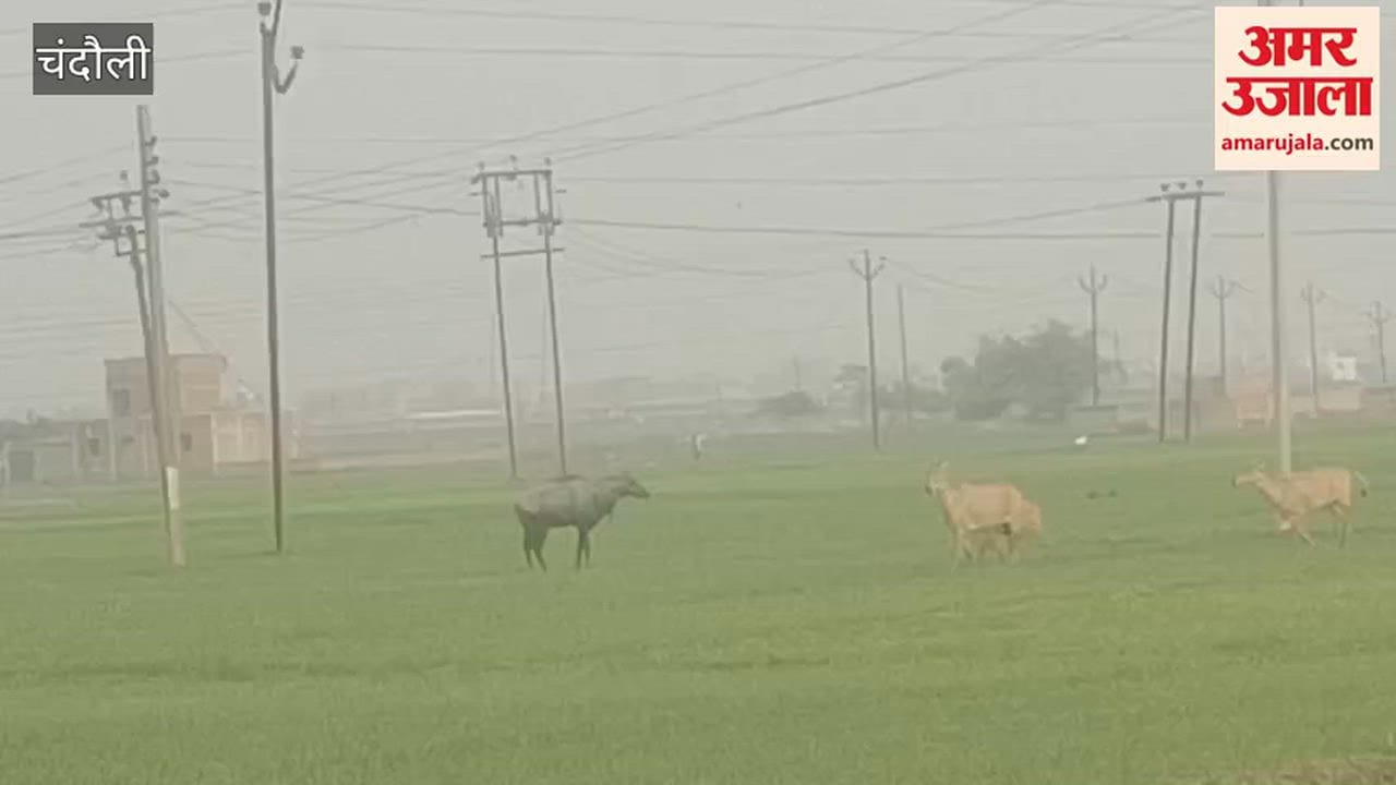 नीलगाय और लावारिस पशुओं का आतंक, फसल बचाने को रातभर जाग रहे किसान ...