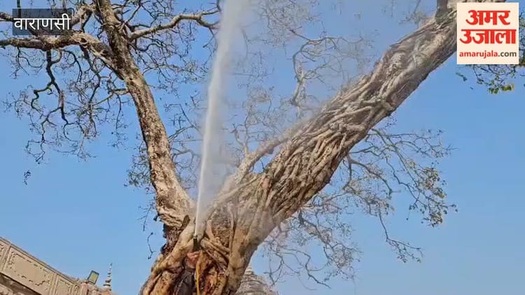 श्रीकाशी विश्वनाथ परिसर के प्राचीन पीपल वृक्ष के संरक्षण हेतु विशेष पहल ...