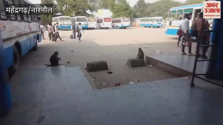 नारनौल में बस स्टैंड पर बंदरों का आतंक, यात्रियों को करना पड़ रहा ...
