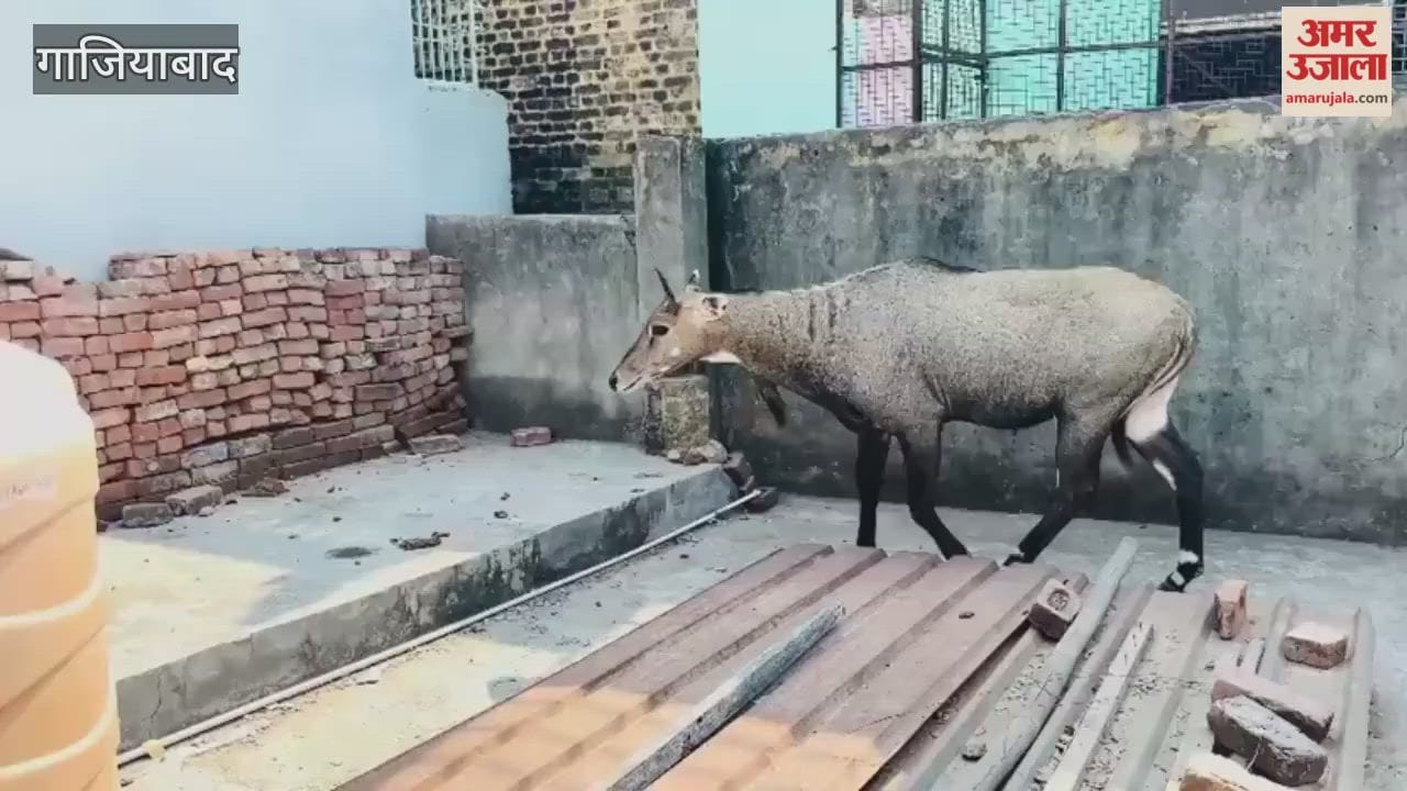 Video:मकान की छत पर चढ़ गई नील गाय... फिर पहुंचा गौ रक्षा दल; जानें आगे ...