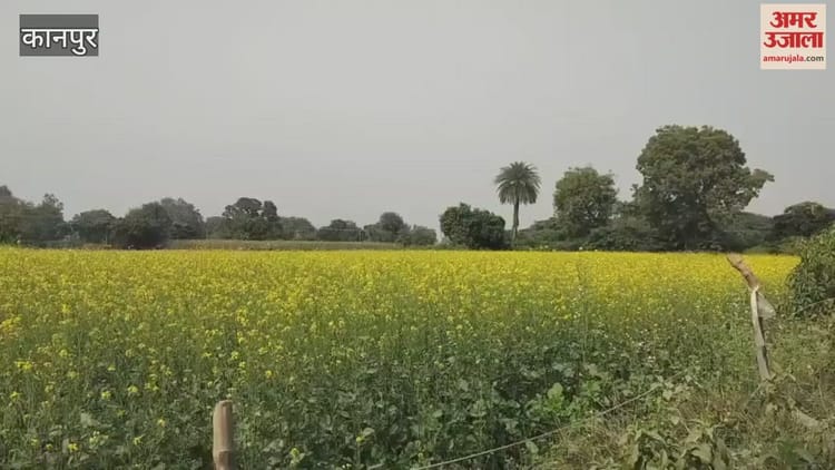 खेतों में लहलहाने लगे सरसों के पीले फूल - Yellow Mustard Flowers Bloom ...