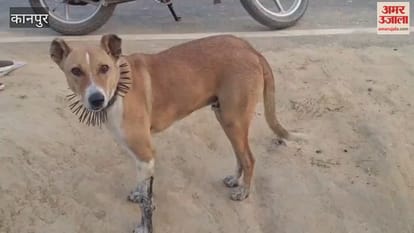 लकड़बग्घे के हमले से बचाने के लिए पालतू कुत्तों को पहना रहे नुकीली कील ...
