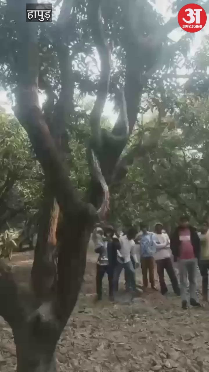 Video:आम के बाग में 10 फीट लंबा अजगर निकलने से मचा हड़कंप - A 10 Foot ...