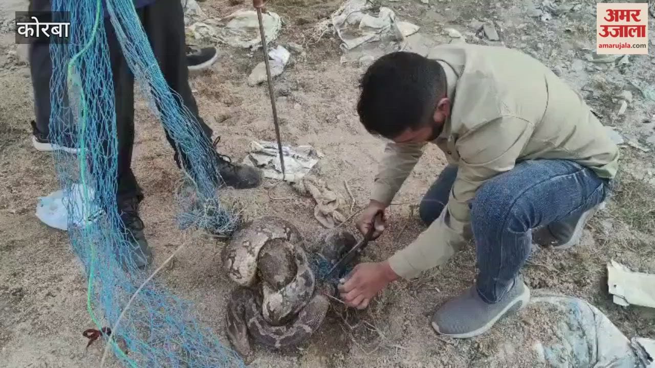 खेत में लगे जाल में फसा 9 फीट का विशालकाय अजगर, कड़ी मशक्कत के बाद सांप ...