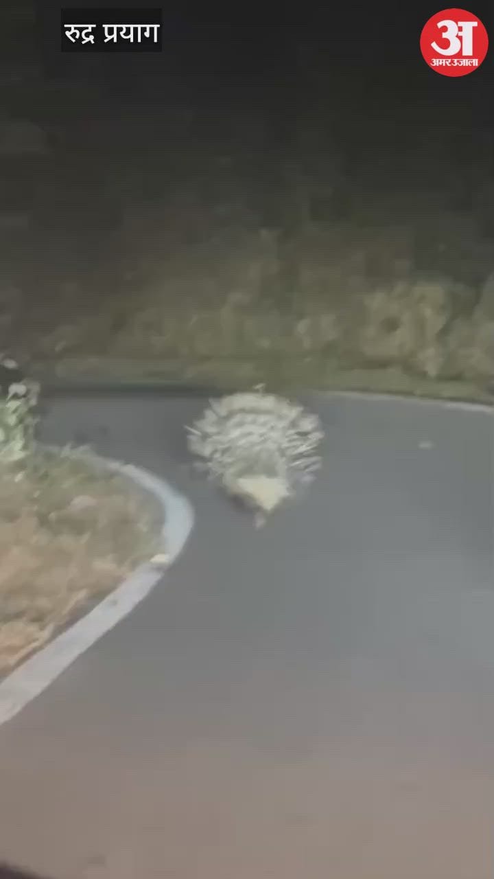 Video:उत्तराखंड के जखोली की सड़क पर दिखा शर्मीला जीव साही - Video: A ...