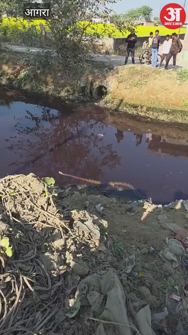 Video:नहर में दिखा कई फीट लंबा अजगर, दहशत में आए ग्रामीण - Python ...