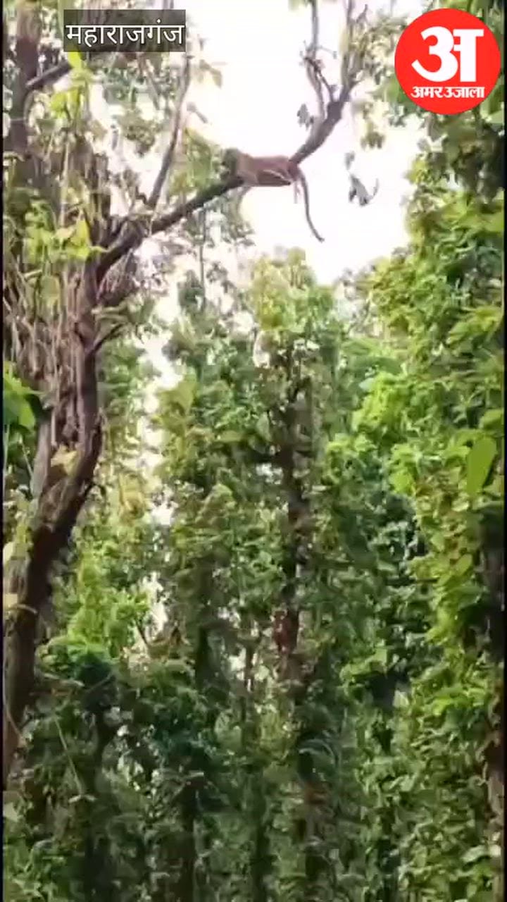 पेड़ की डाल पर आराम फरमाता दिखा तेंदुआ, रील बनाने जुटे युवक - Leopard ...