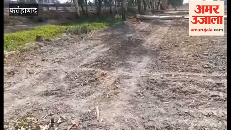 टोहाना में मनियाना रोड पर दिनदहाड़े काटे 9 पेड़ - 9 Trees Felled In ...